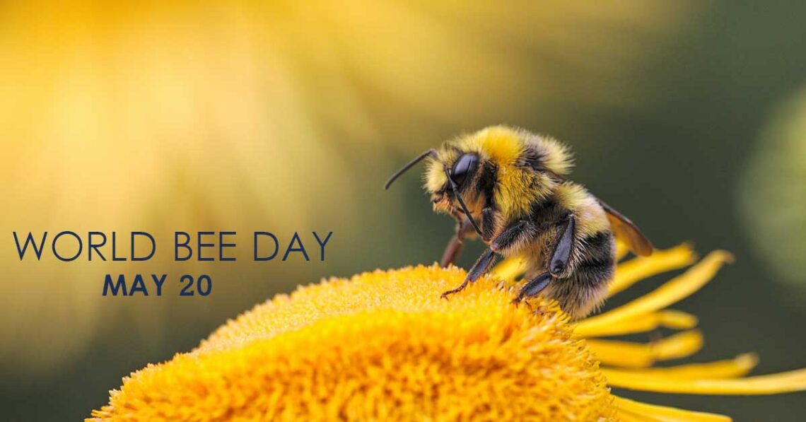 World Bee Day: History And Significance - THE STORY MUG